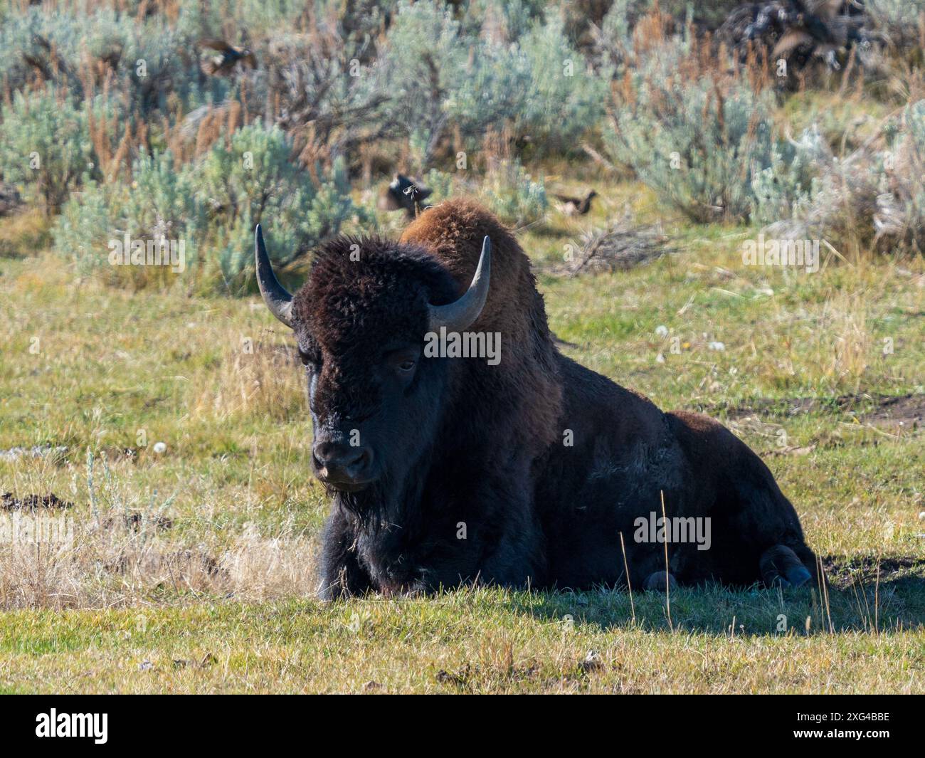 Bison are massive, incredibly powerful bovines that were nearly forced ...