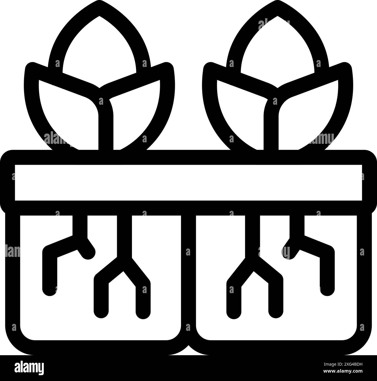 Line drawing of two plants in separate pots, their roots intertwined ...