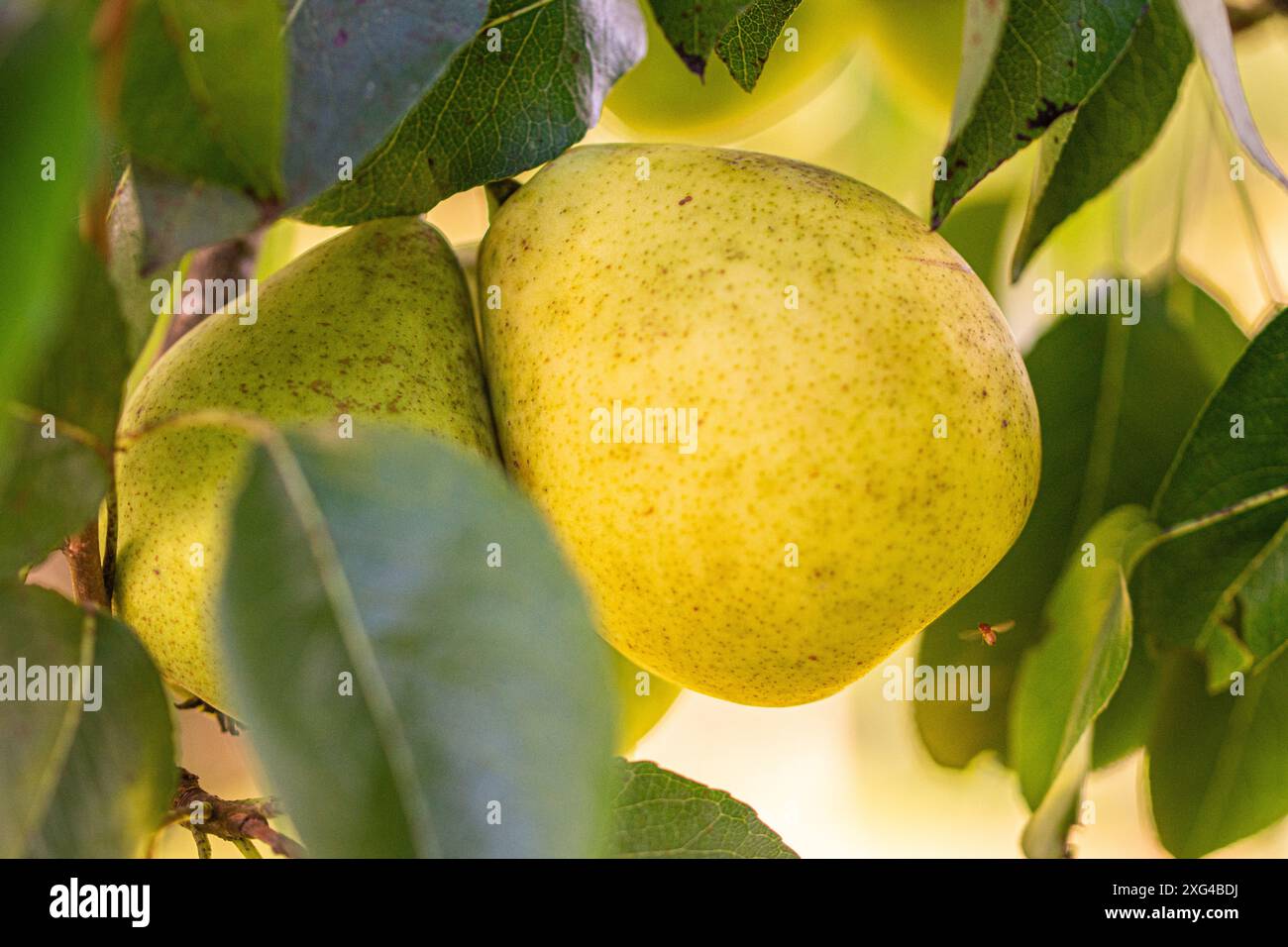 Pear on a tree, Williams pear Stock Photo - Alamy