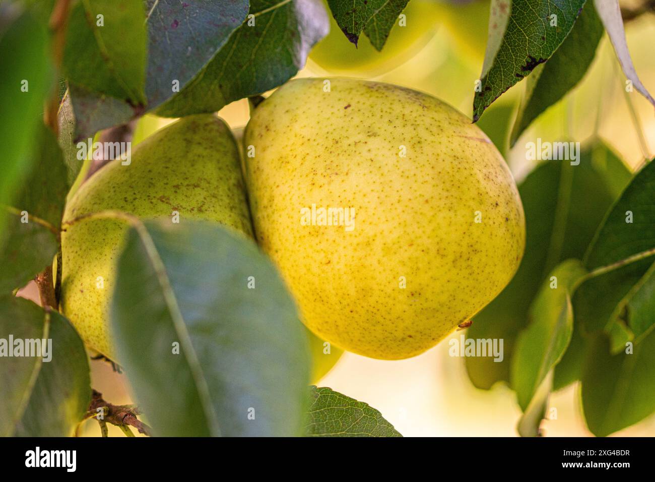 Williams pear hi-res stock photography and images - Alamy