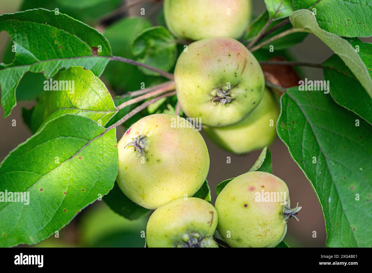 Green apple tree Stock Photo - Alamy