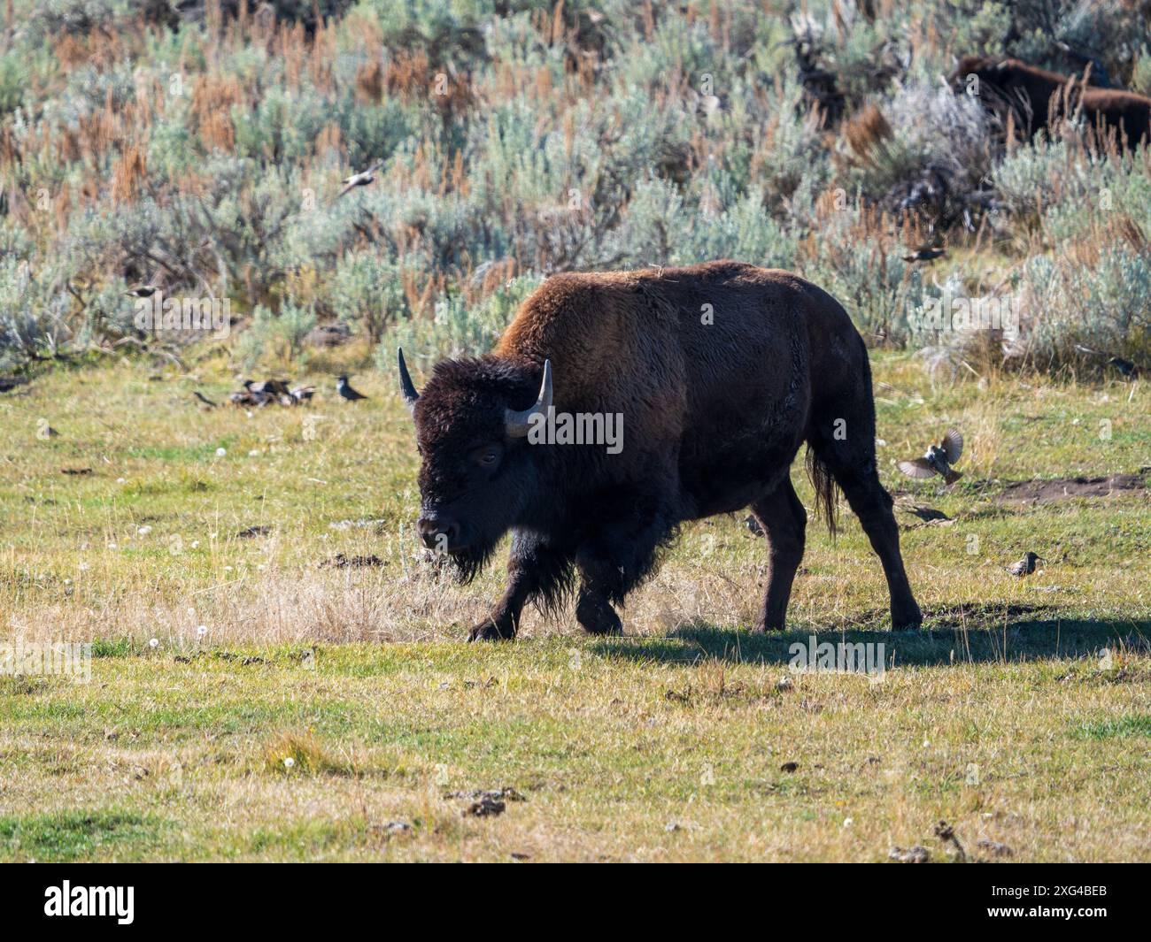 Bison are massive, incredibly powerful bovines that were nearly forced ...