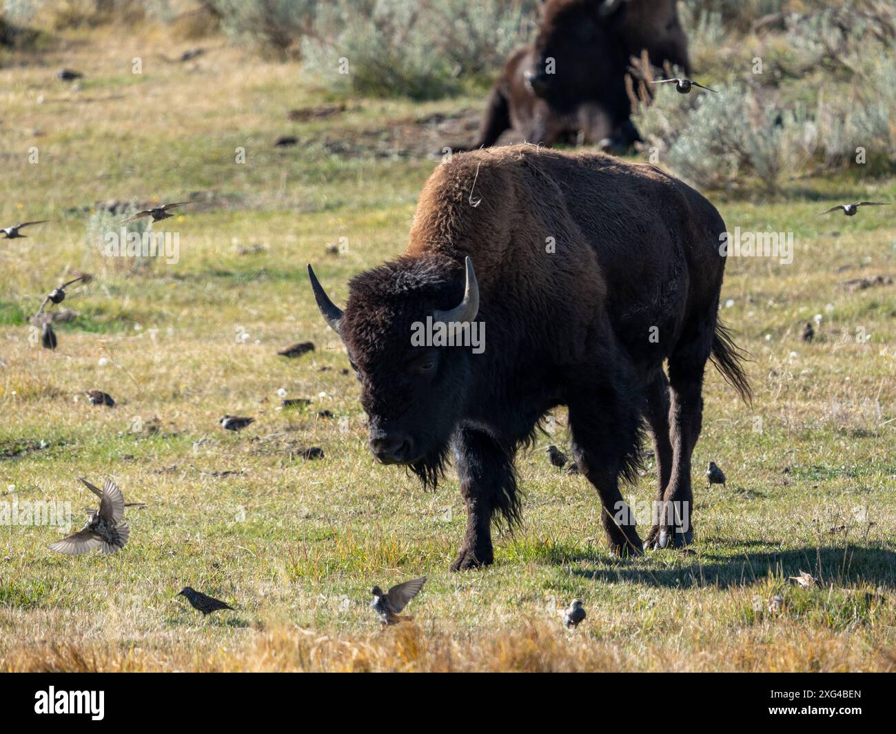 Bison are massive, incredibly powerful bovines that were nearly forced ...