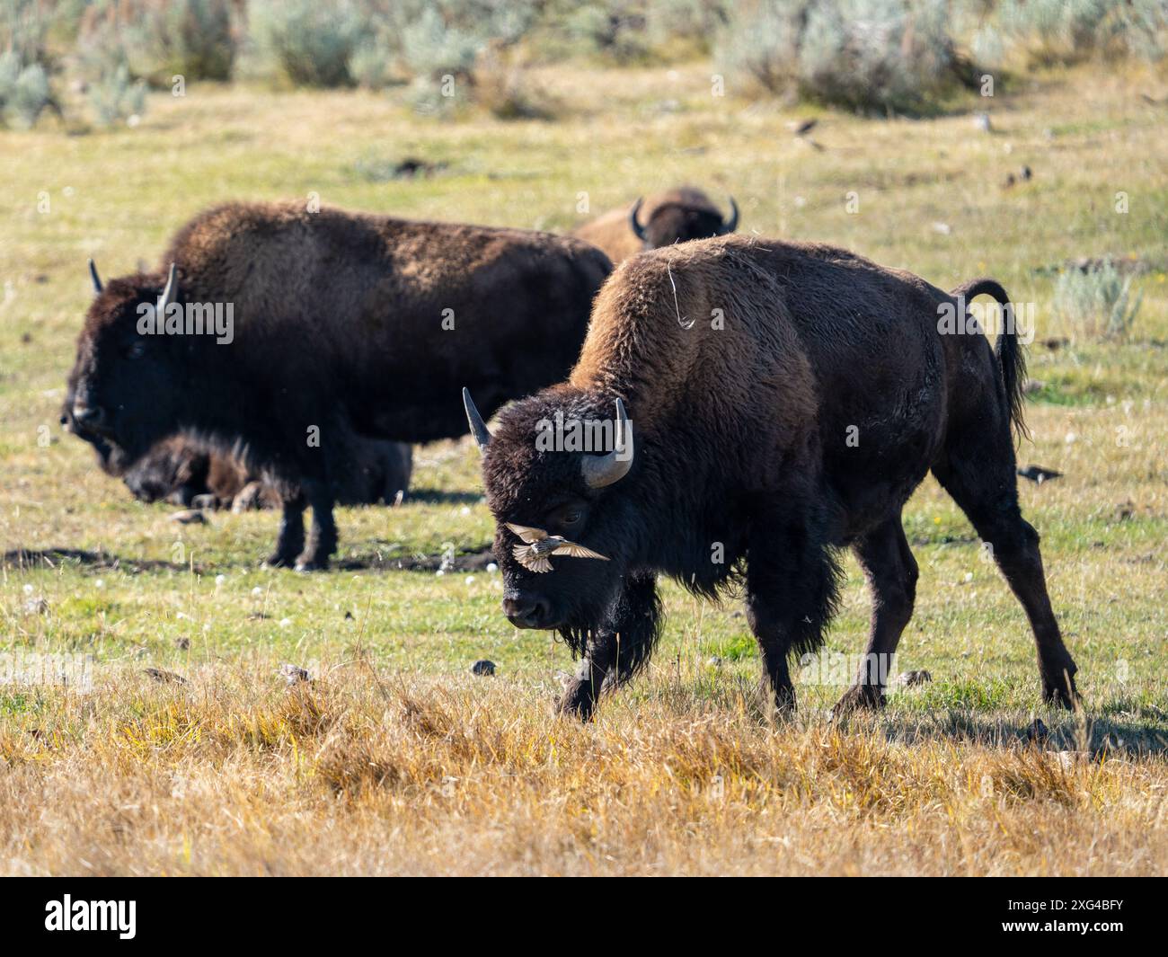 Bison are massive, incredibly powerful bovines that were nearly forced ...