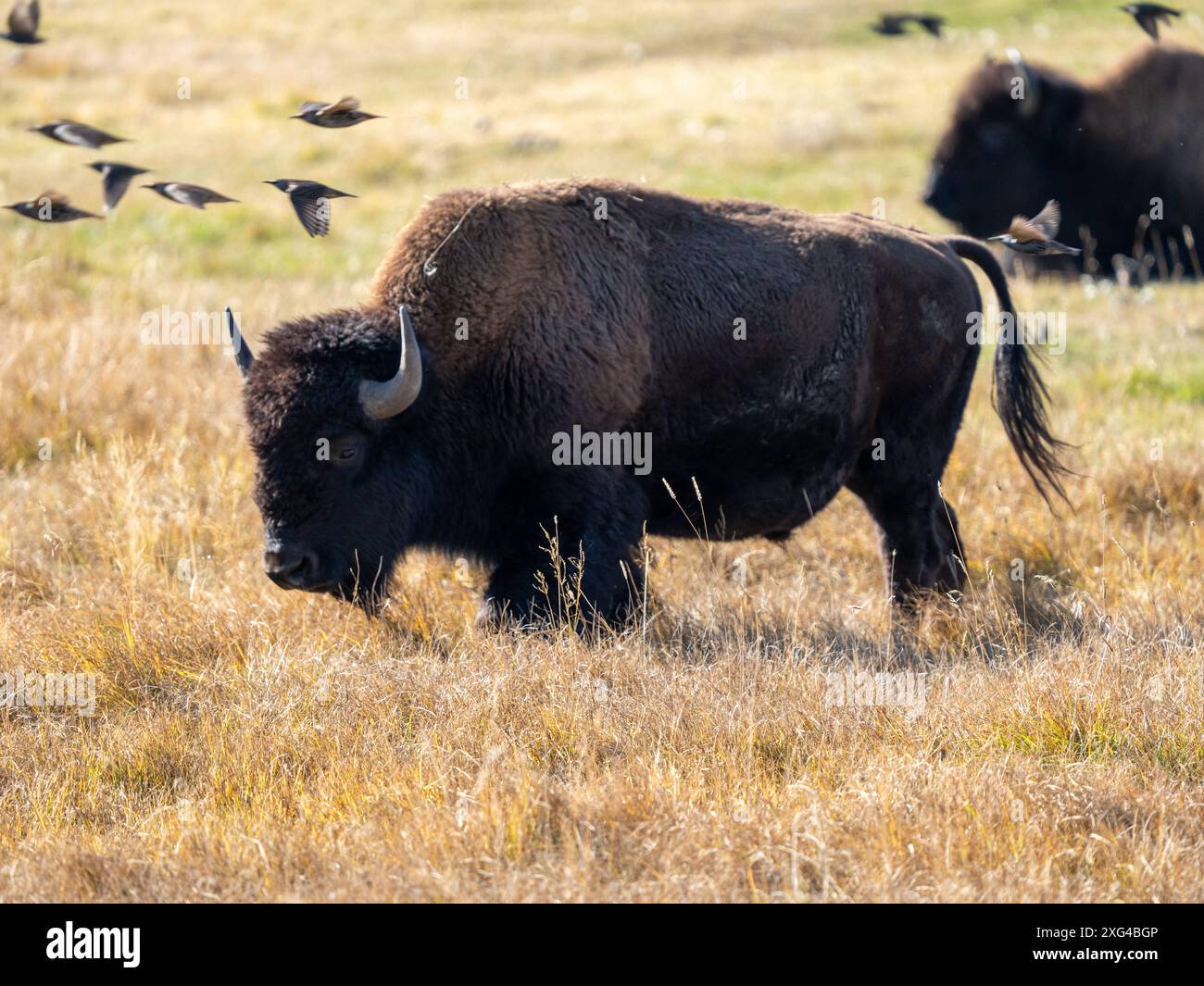 Bison are massive, incredibly powerful bovines that were nearly forced ...