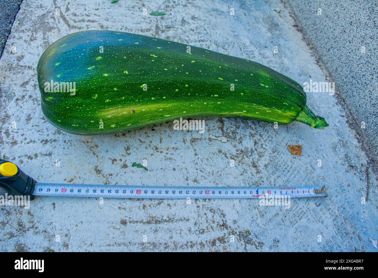 Big zucchini Stock Photo - Alamy