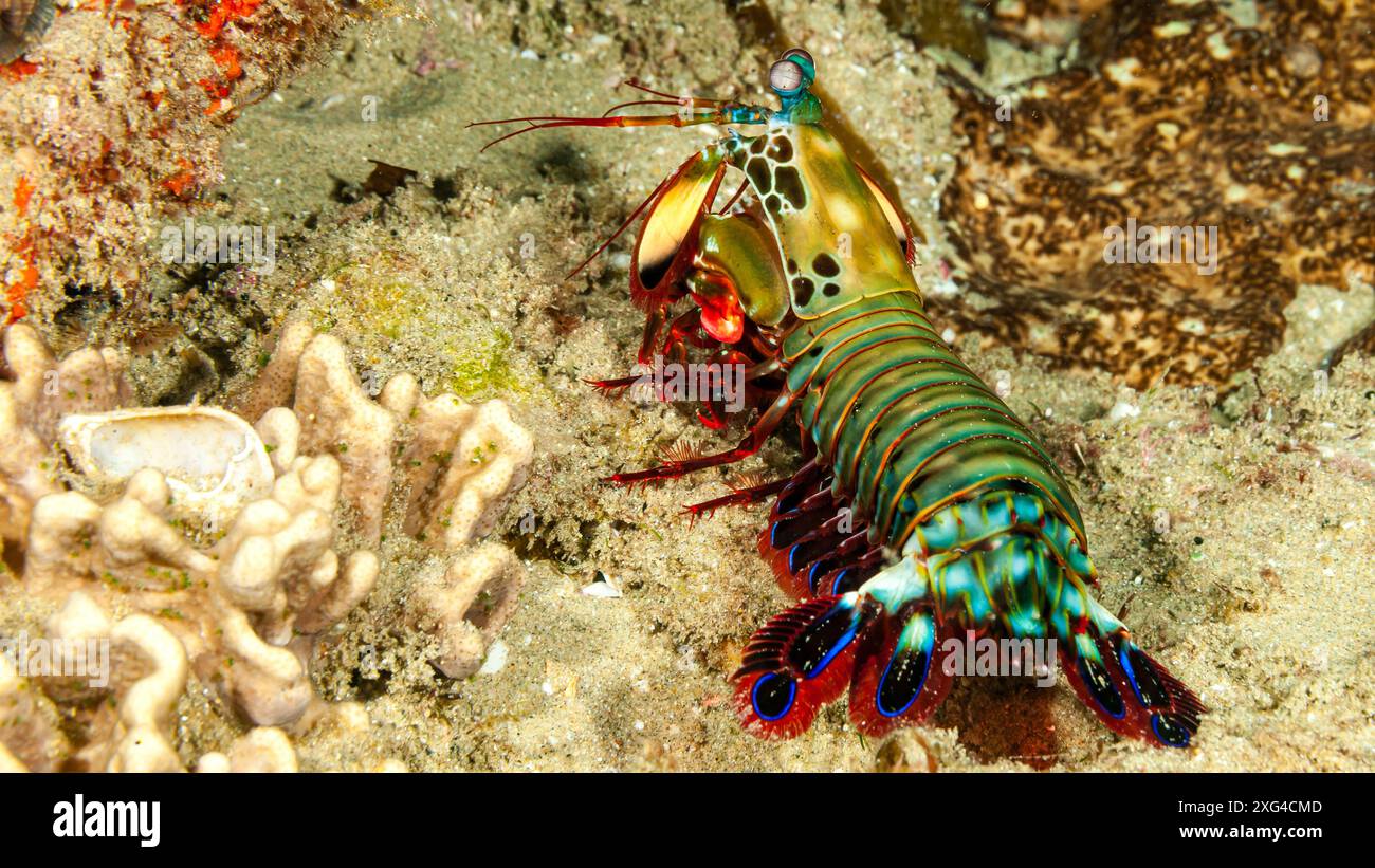 Mozambique, Maputo, Ponta do Ouro, Peacock Mantis Shrimp ...