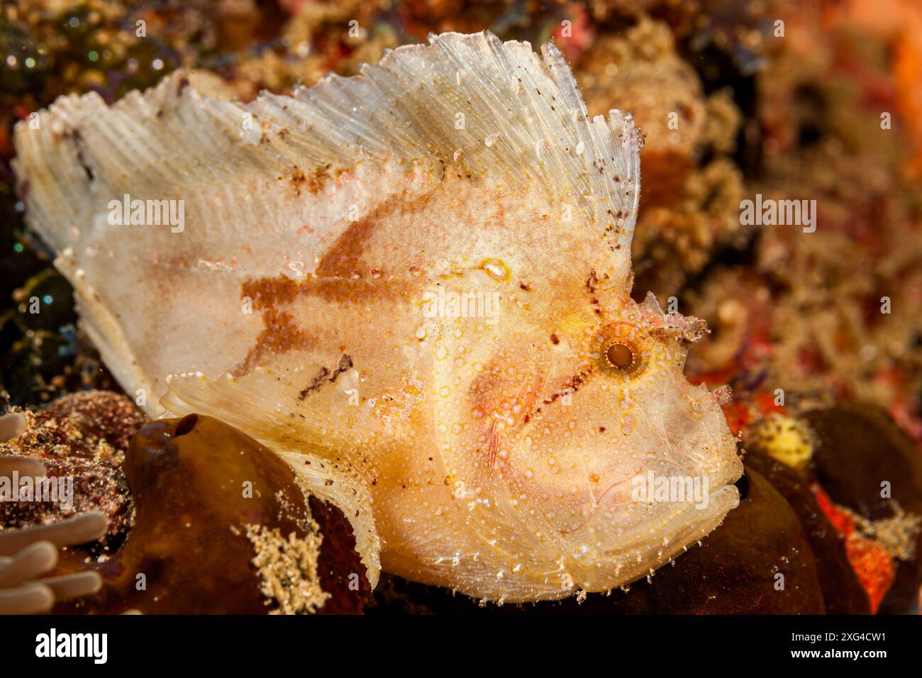 Mozambique, Maputo, Ponta do Ouro, Leaf Fish, Leaf Scorpionfish ...