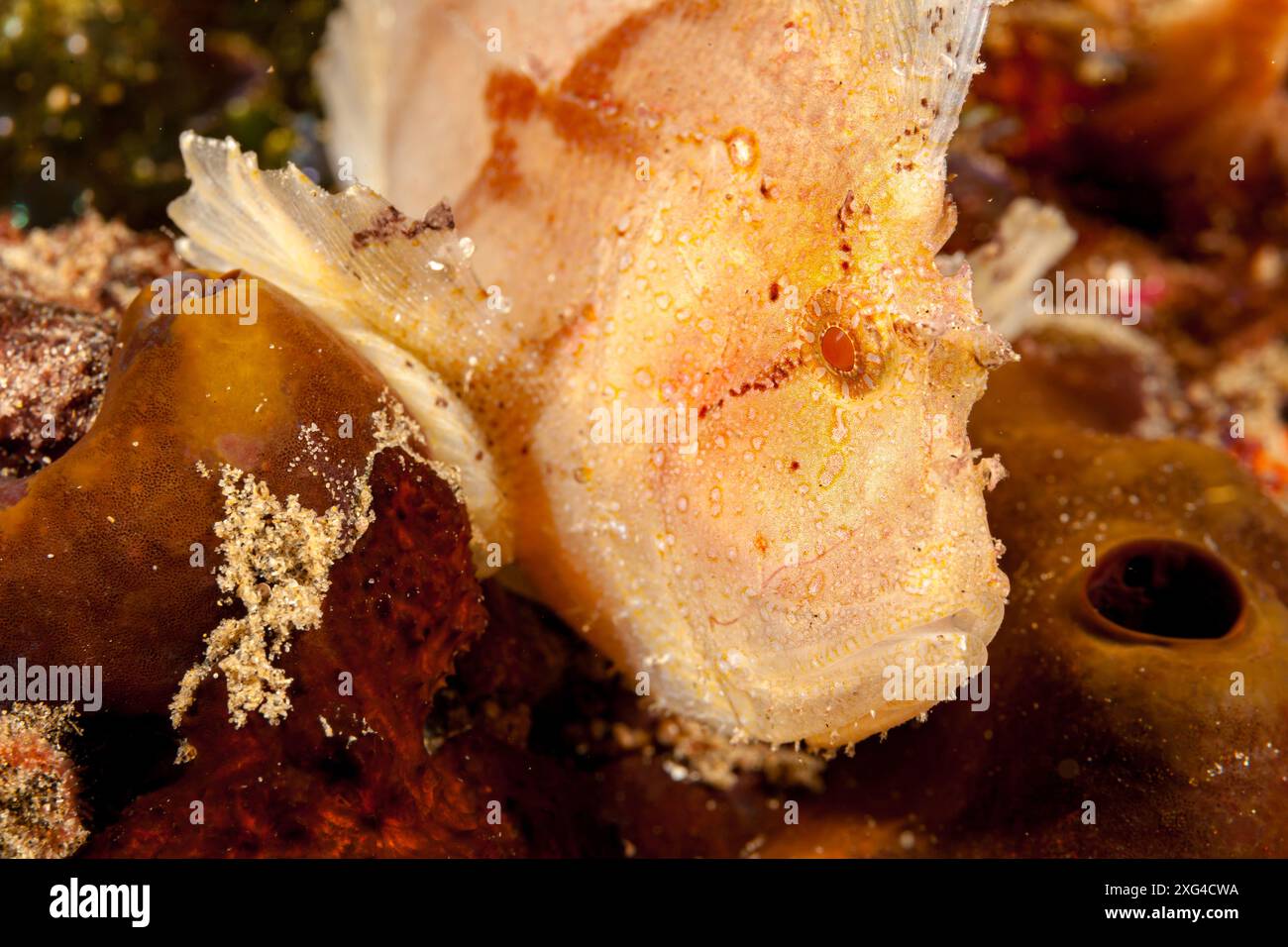 Mozambique, Maputo, Ponta do Ouro, Leaf Fish, Leaf Scorpionfish ...
