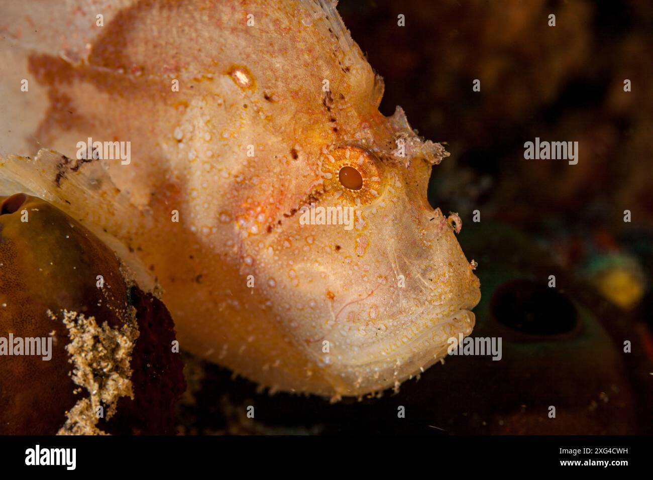 Mozambique, Maputo, Ponta do Ouro, Leaf Fish, Leaf Scorpionfish ...