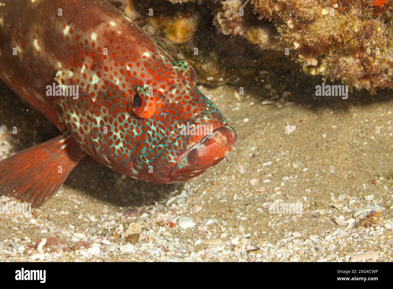 Mozambique, Maputo, Ponta do Ouro, Tomato Hind, Tomato Rockcod, Tomato ...
