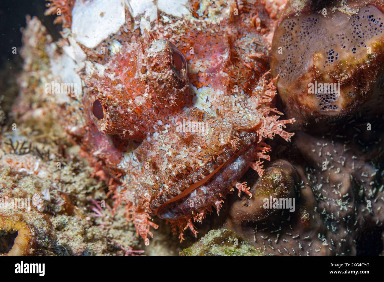 Mozambique, Maputo, Ponta do Ouro, Scorpionfish (Scorpaenidae, sp Stock ...
