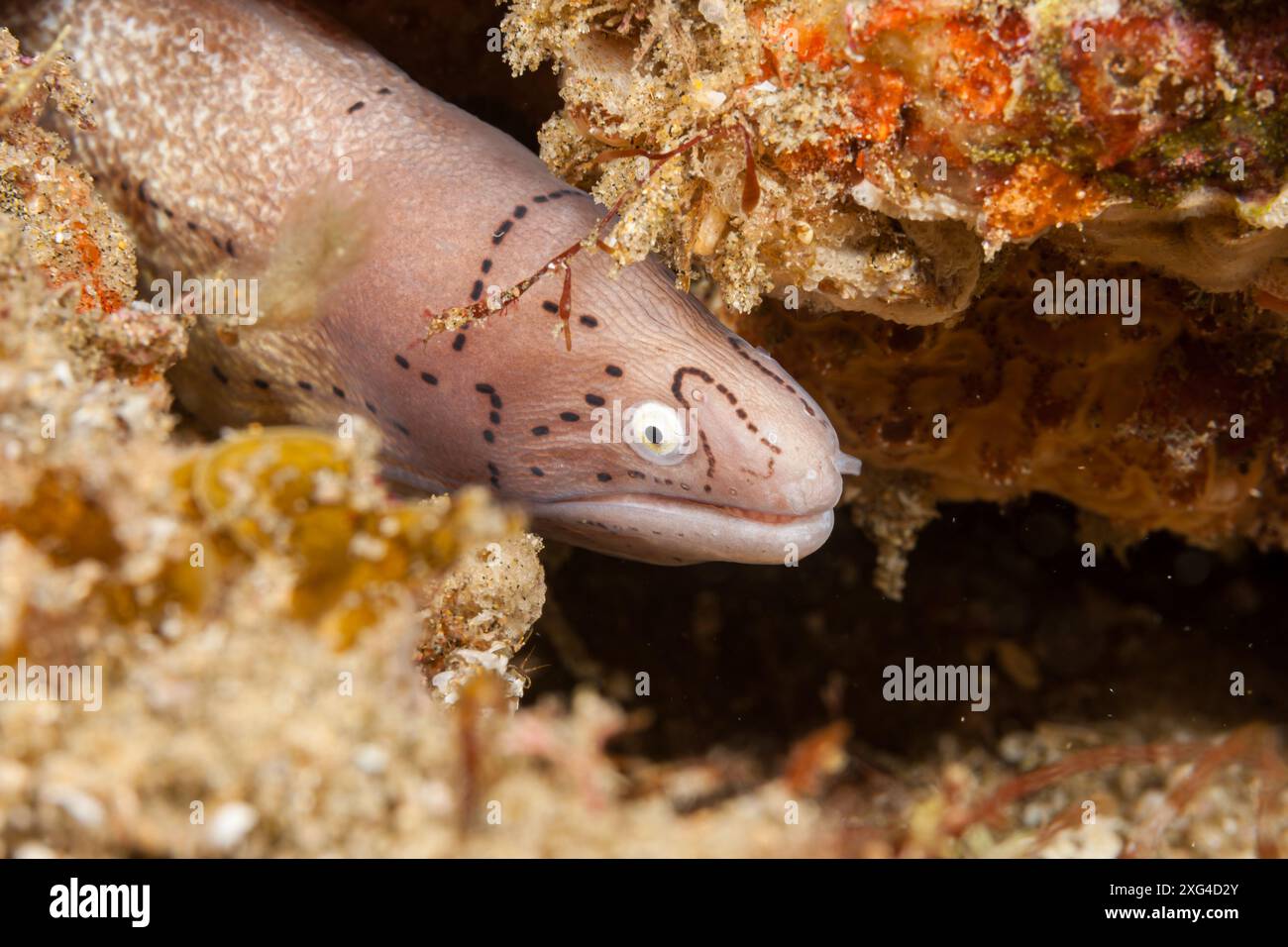 Mozambique, Maputo, Ponta do Ouro, Geometric Moray Eel (Siderea grisea ...