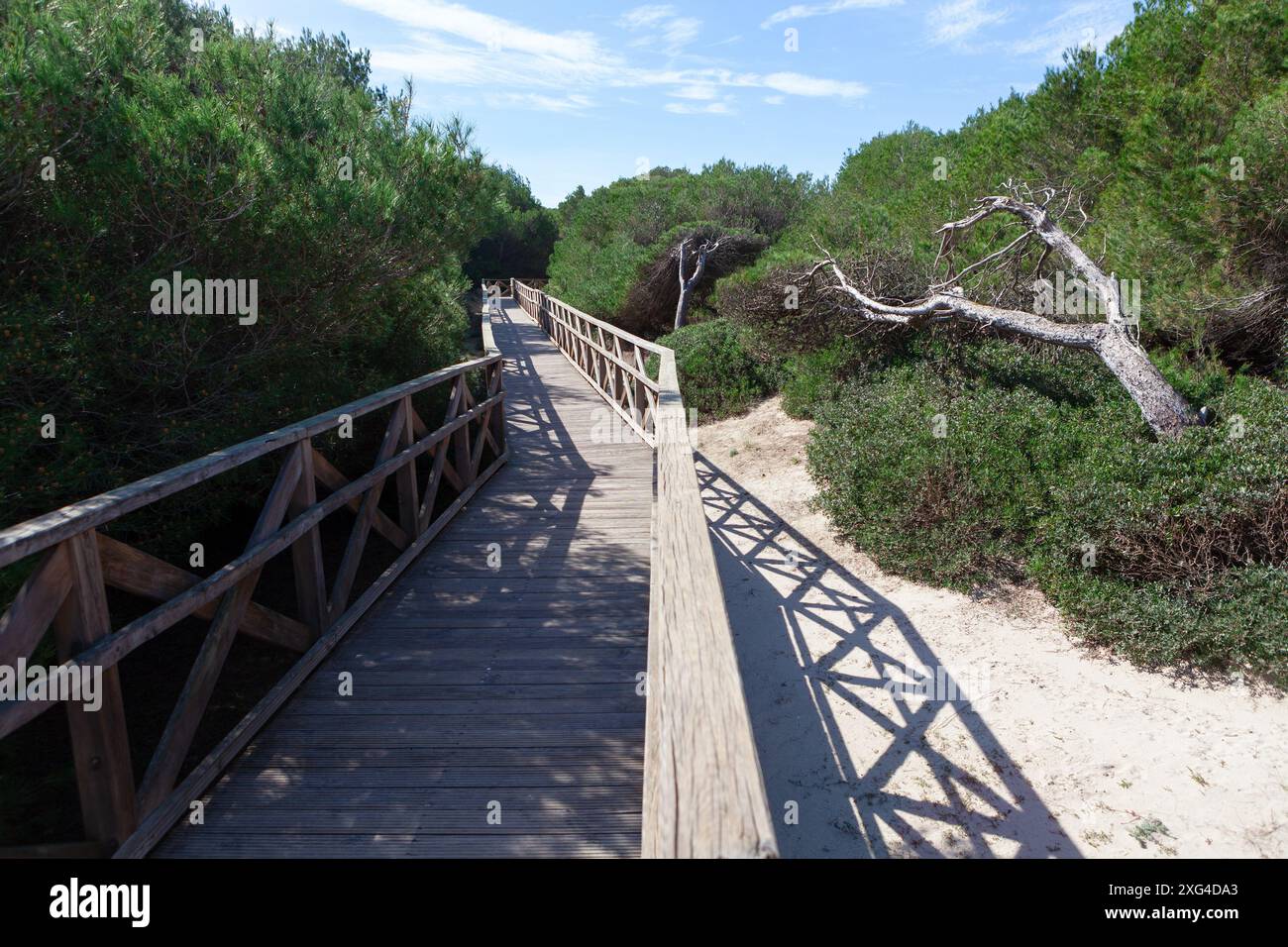 Wooden bridge with a path leading to a forest. The path is surrounded ...