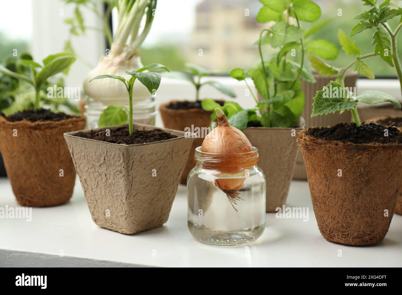 Onion seedlings windowsill hi-res stock photography and images - Alamy