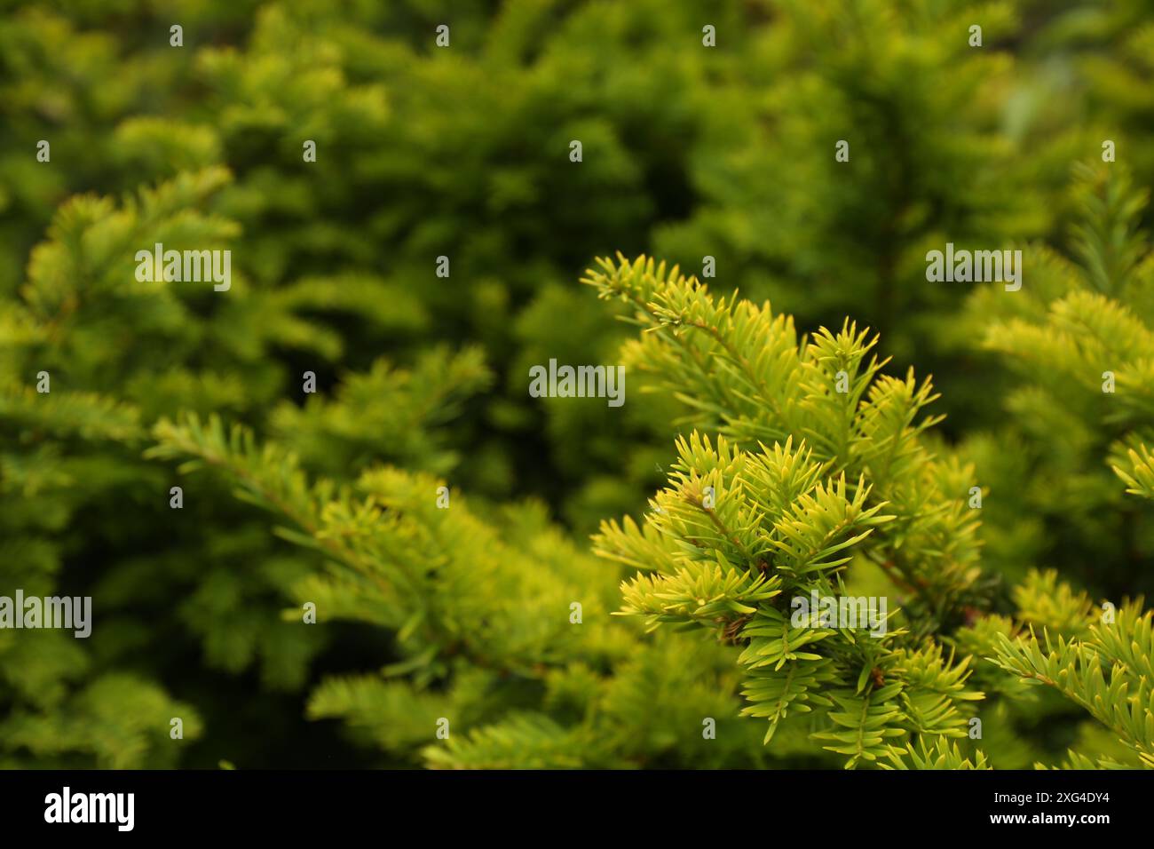 Yew tree closeup view hi-res stock photography and images - Alamy