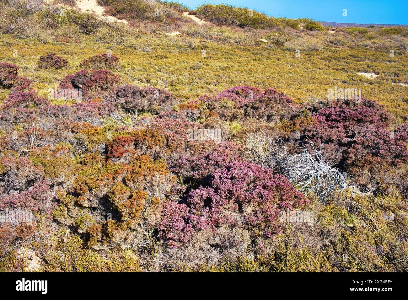 Coastal vegetation plant plants hi-res stock photography and images - Alamy