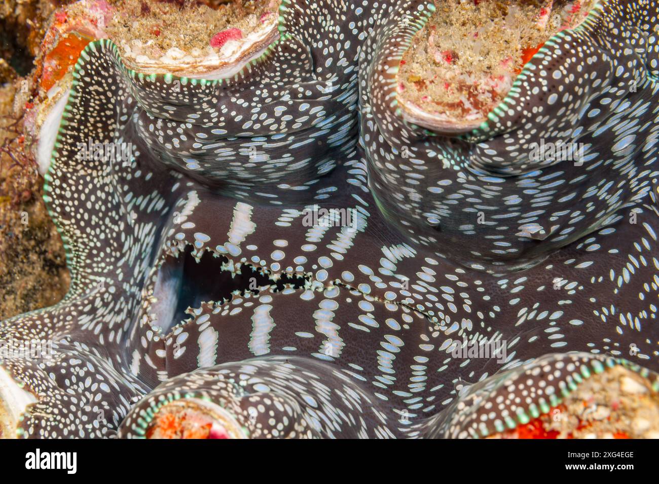 Mozambique, Maputo, Ponta do Ouro, Small Giant Clam, Maxima Clam ...