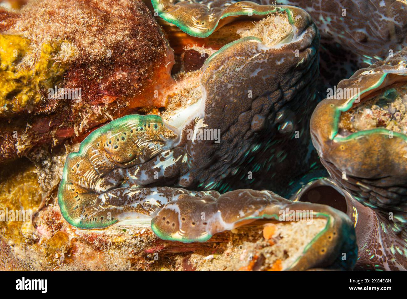 Mozambique, Maputo, Ponta do Ouro, Small Giant Clam, Maxima Clam ...
