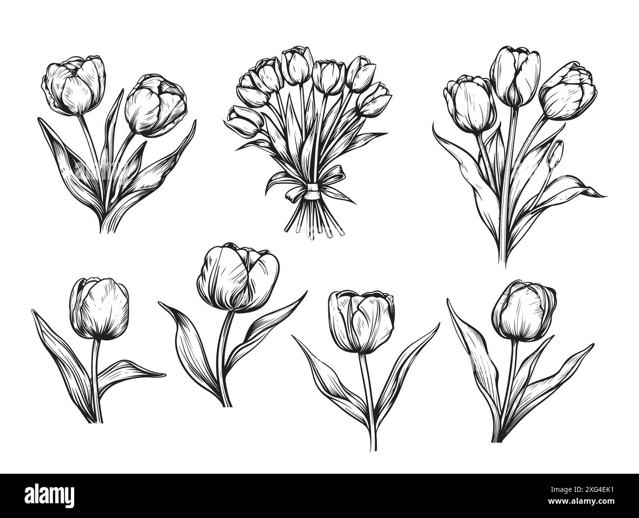 Tulip hand drawn illustrations line art flowers Stock Vector Image ...