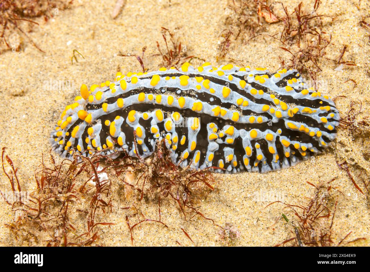 Mozambique, Maputo, Ponta do Ouro, Nudibranch, Sea Slug (Phyllidia, sp ...