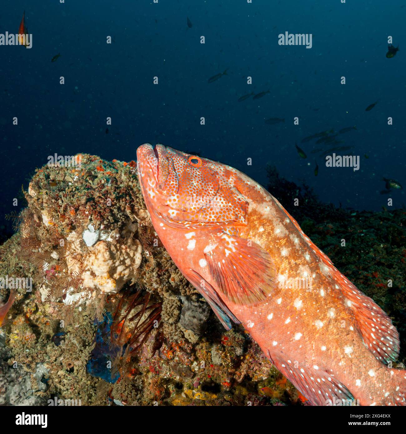 Mozambique, Maputo, Ponta do Ouro, Tomato Hind, Tomato Rockcod, Tomato ...