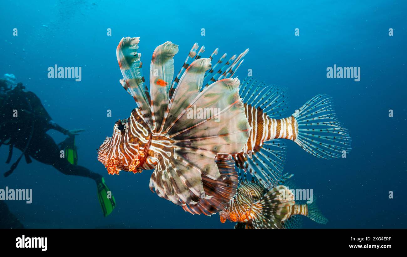 Mozambique, Maputo, Ponta do Ouro, Lionfish (Pterois volitans Stock ... Mozambique, Maputo, Ponta do Ouro, Lionfish (Pterois volitans Stock ...
