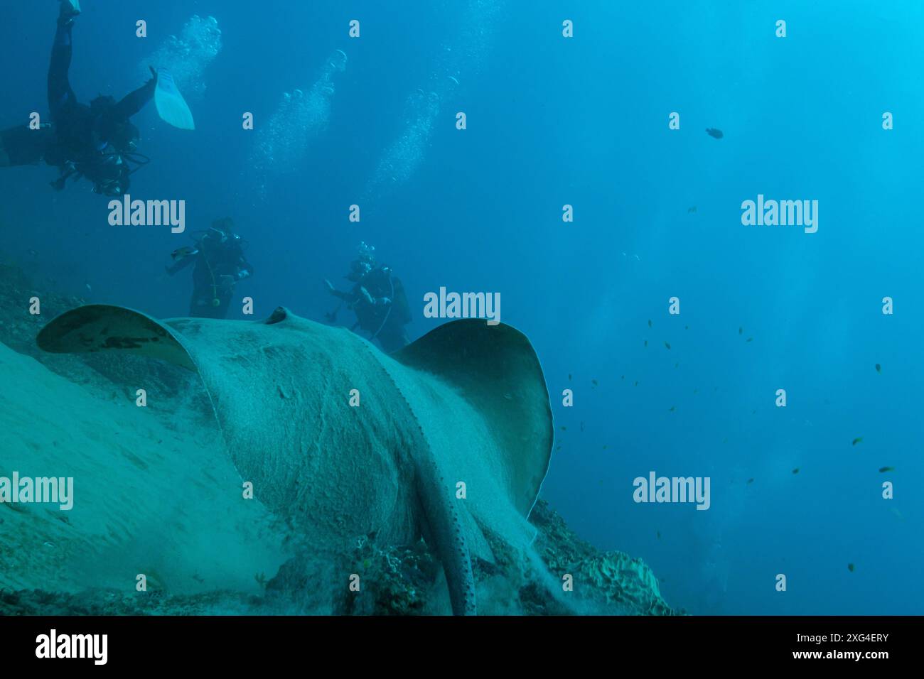 Mozambique, Maputo, Ponta do Ouro, Stingray Stock Photo - Alamy Mozambique, Maputo, Ponta do Ouro, Stingray Stock Photo - Alamy