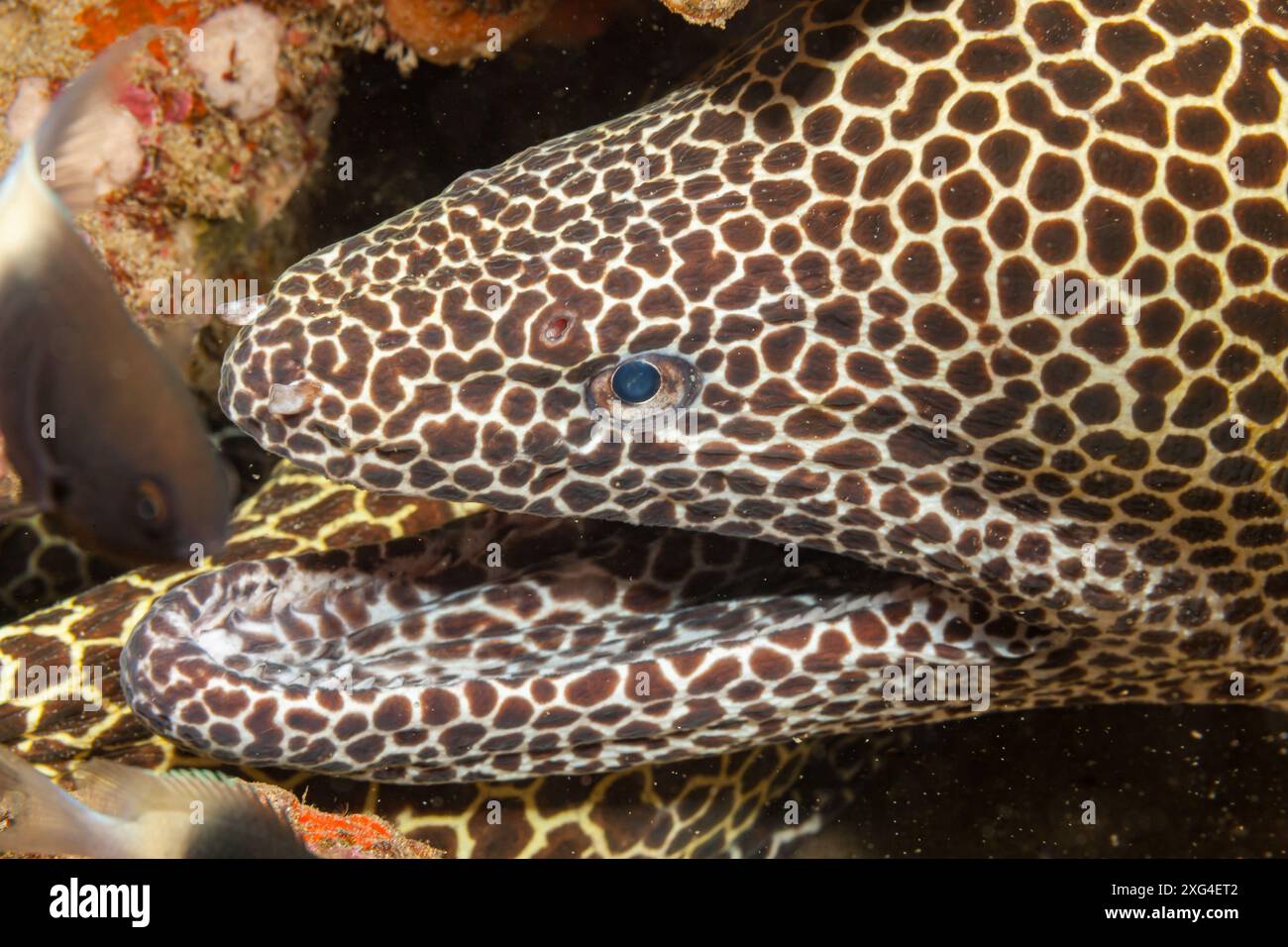 Mozambique, Maputo, Ponta do Ouro, Laced, Honeycomb Moray Eel ...