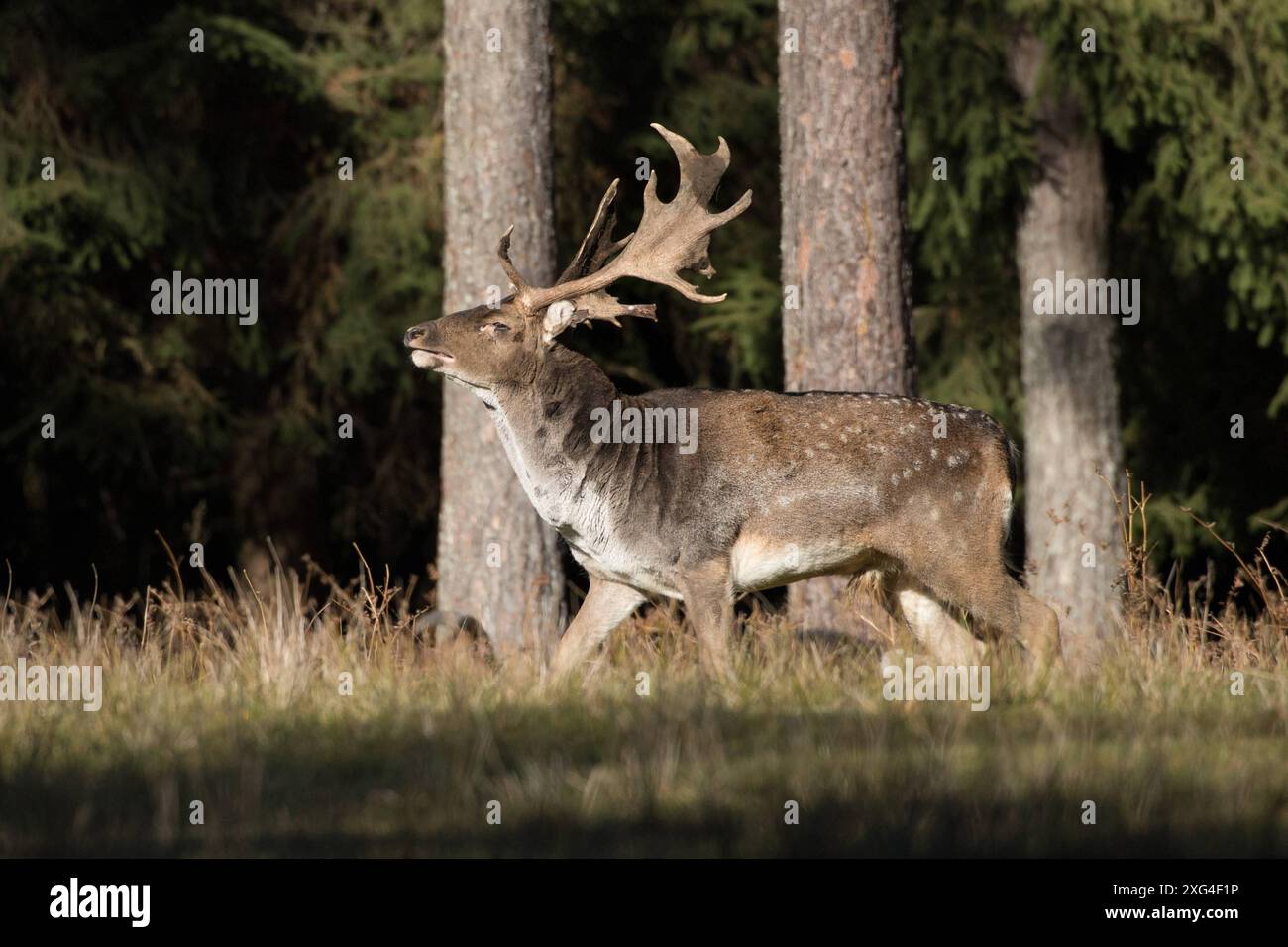 Damwild im Herbst Damwild Damhirsche im Herbst *** Fallow deer Fallow ...