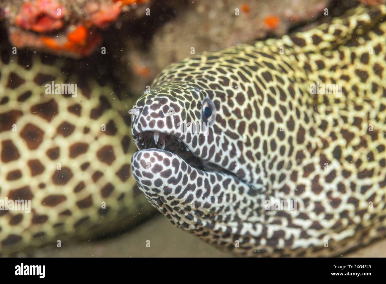 Mozambique, Maputo, Ponta do Ouro, Laced, Honeycomb Moray Eel ...