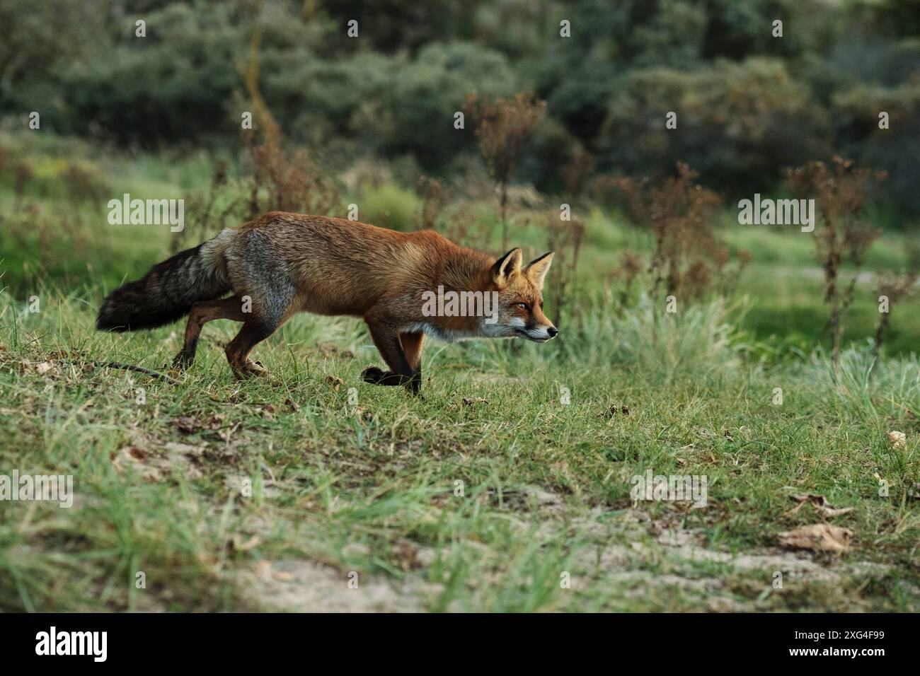 Rotfuchs welpen hi-res stock photography and images - Alamy