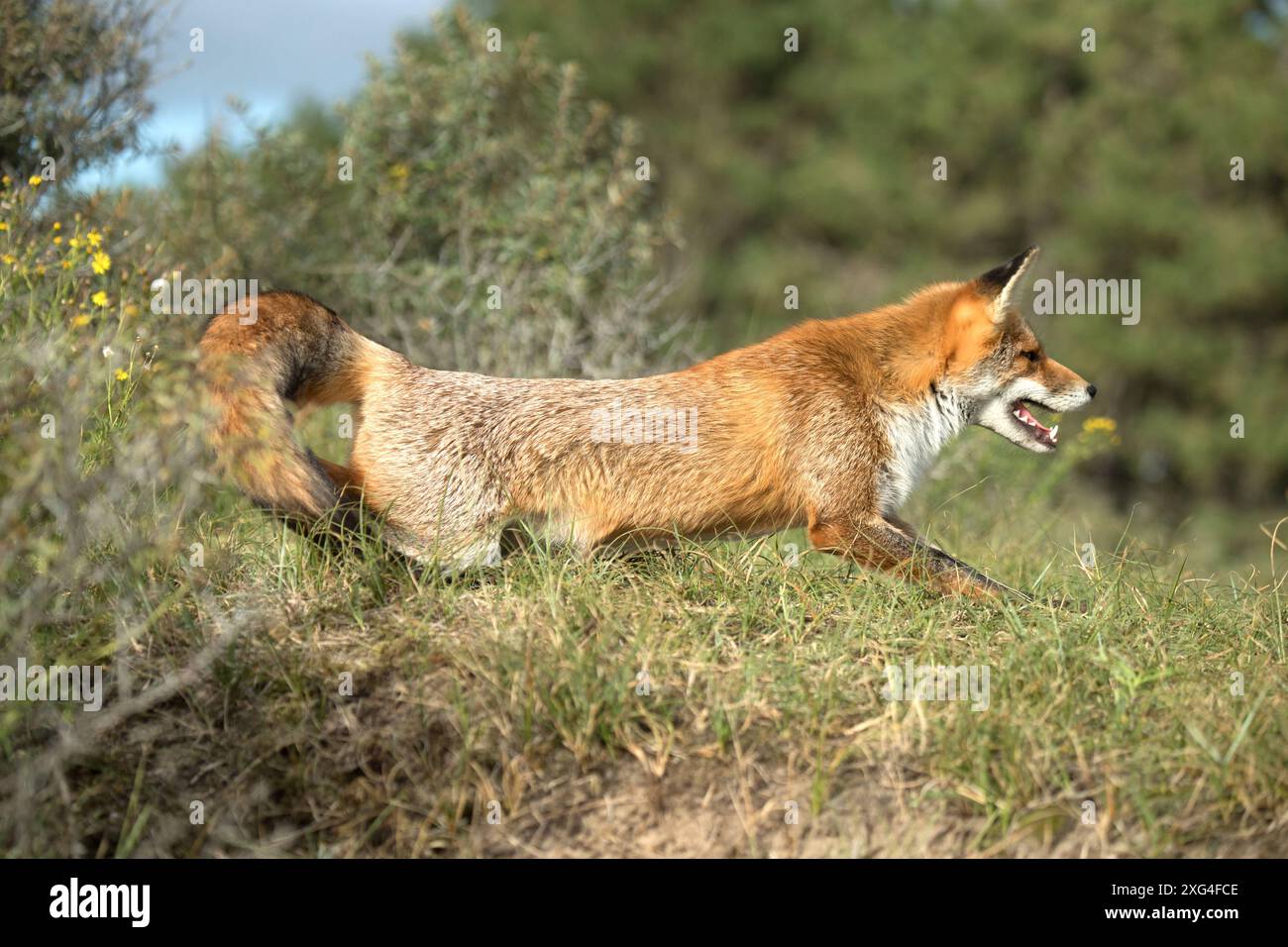 Rotfuchs Fuchs, Rotfuchs *** Red fox Fox, red fox Stock Photo - Alamy