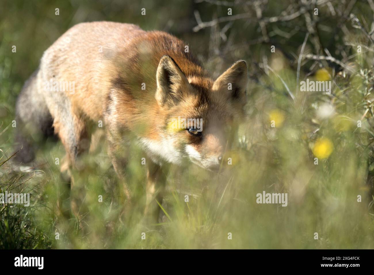Rotfuchs Fuchs, Rotfuchs *** Red fox Fox, red fox Stock Photo - Alamy