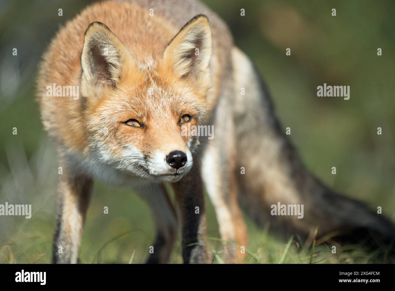 Rotfuchs Fuchs, Rotfuchs *** Red fox Fox, red fox Stock Photo - Alamy