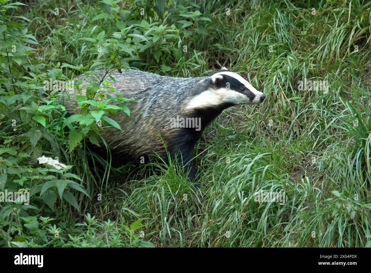 Europaischer dachs hi-res stock photography and images - Alamy