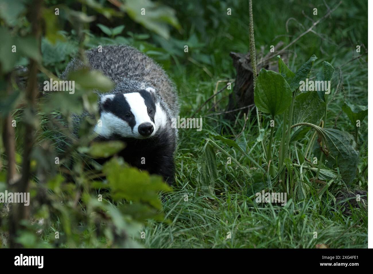 Dachs, Frühjahr Dachs Dachs *** Badger, spring Badger Badger Stock ...