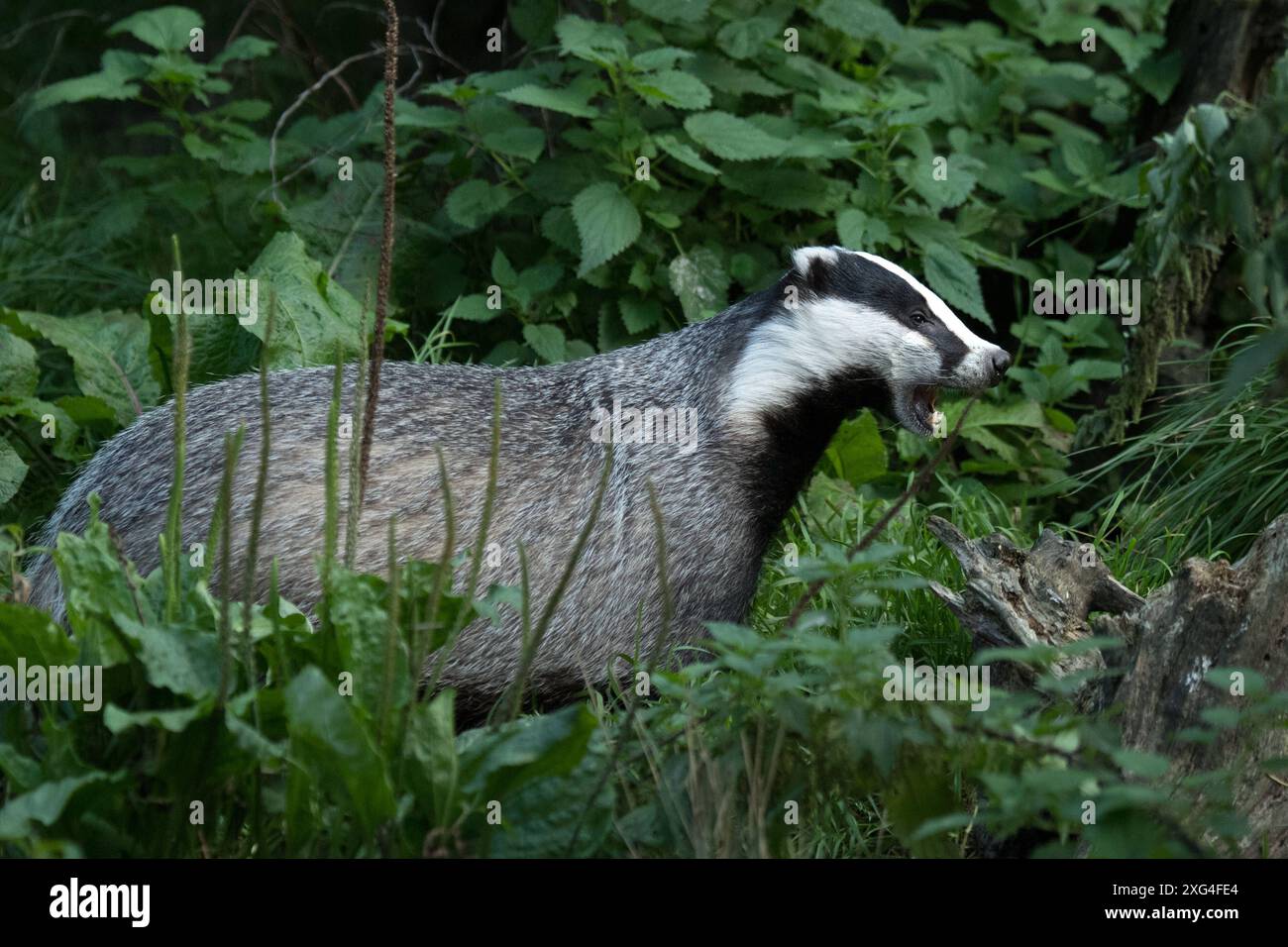 Europaischer dachs hi-res stock photography and images - Alamy