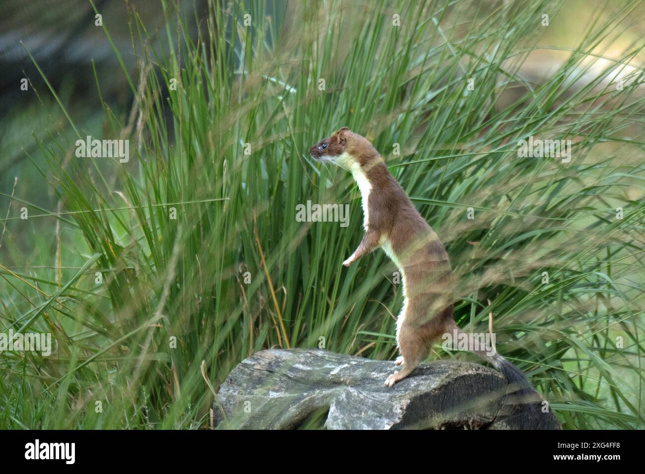 Grosses wiesel hi-res stock photography and images - Alamy