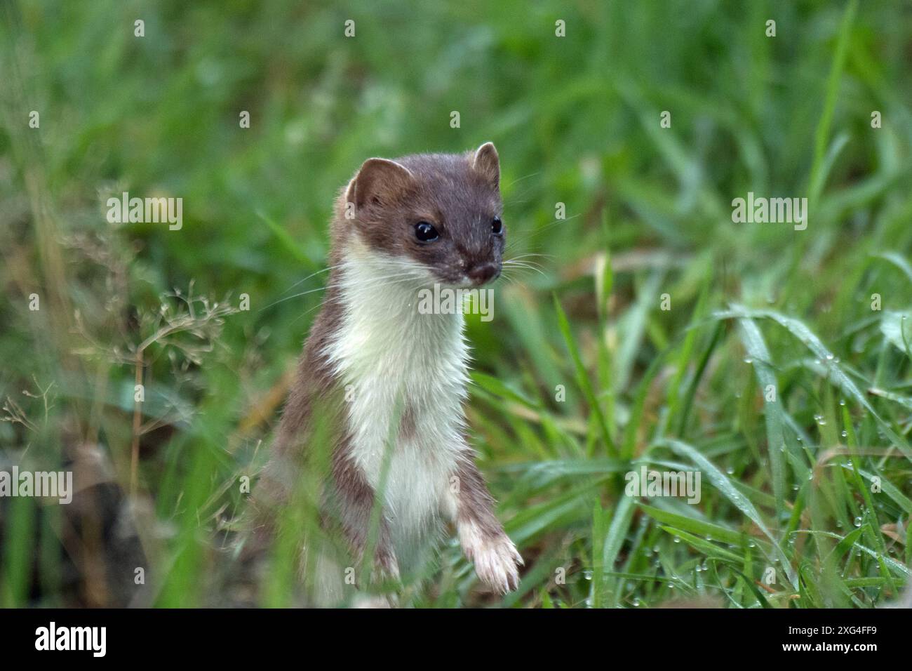 Grosses wiesel hi-res stock photography and images - Alamy