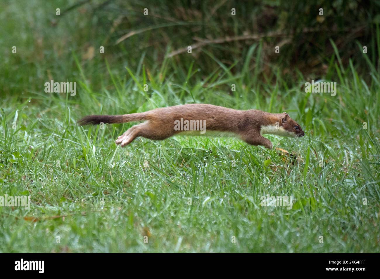 Grosses wiesel hi-res stock photography and images - Alamy