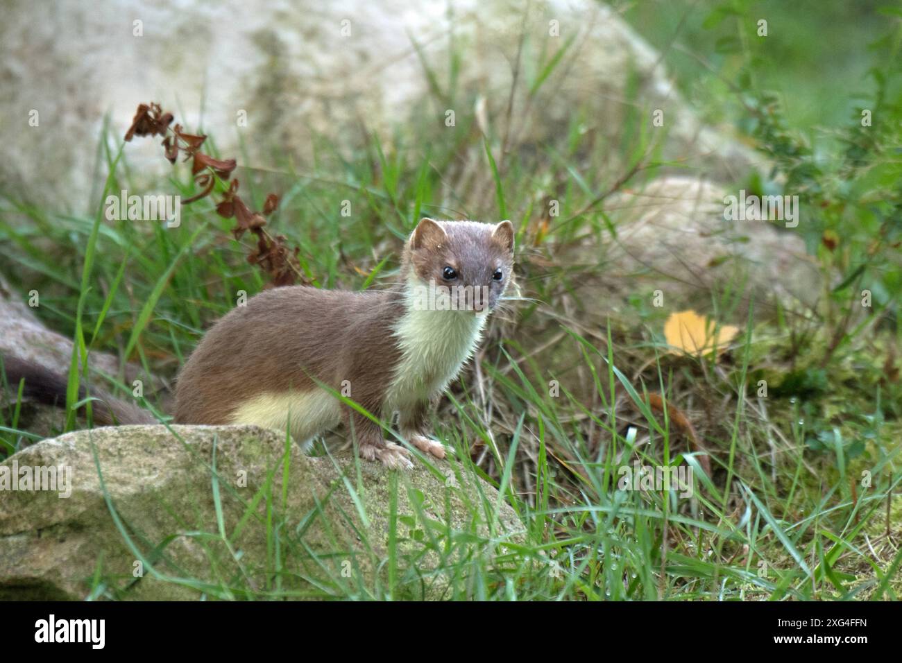 Grosses wiesel hi-res stock photography and images - Alamy