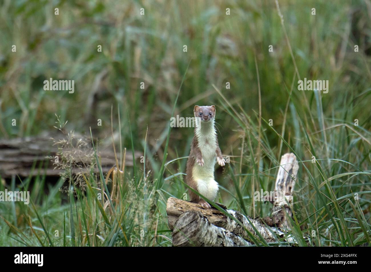 Grosses wiesel hi-res stock photography and images - Alamy