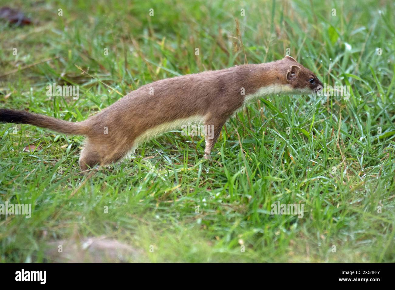 Grosses wiesel hi-res stock photography and images - Alamy