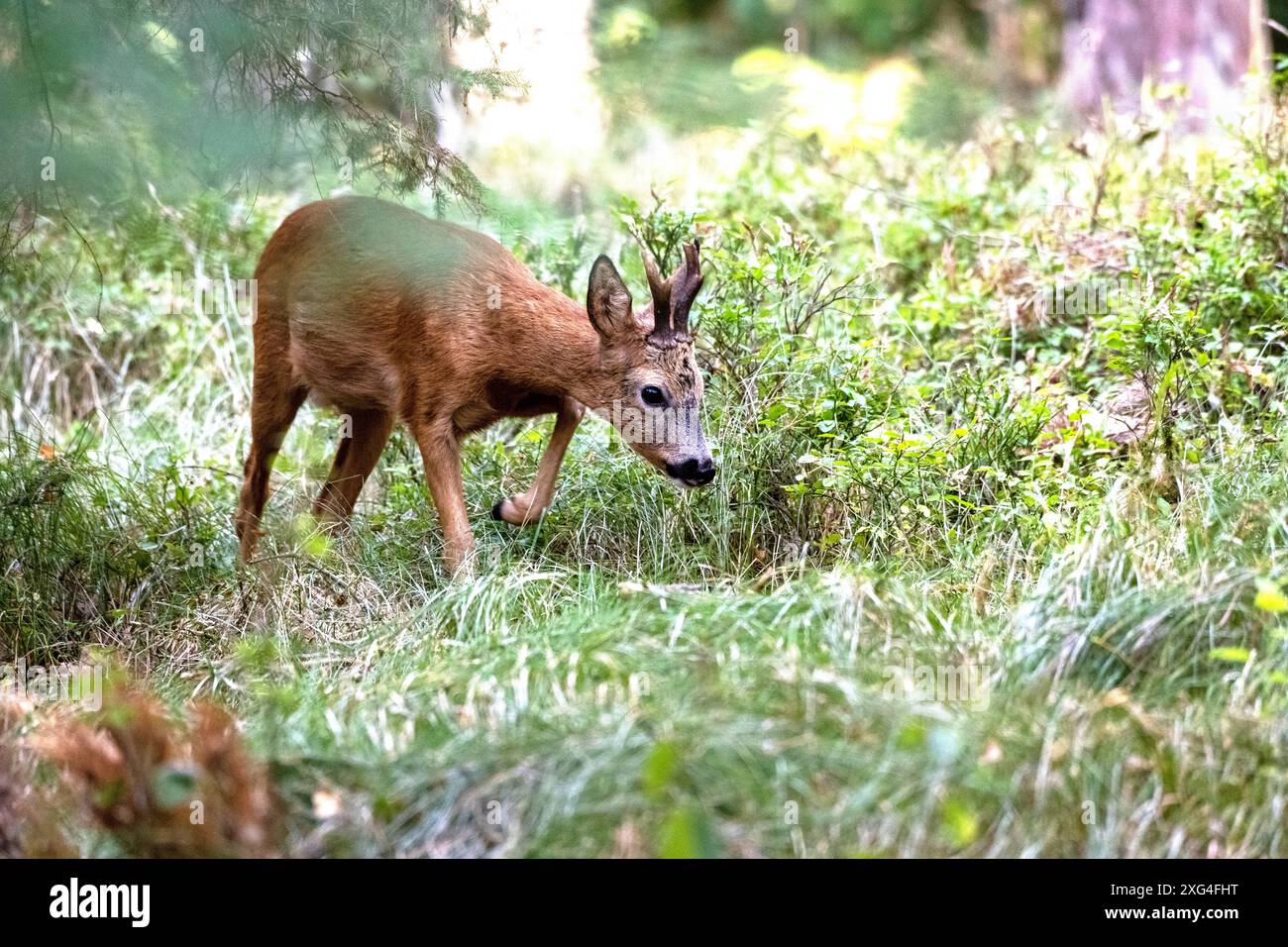 Rehbock, mittlerer , junger herangeblattet Rehbock jung, mittlerer ...