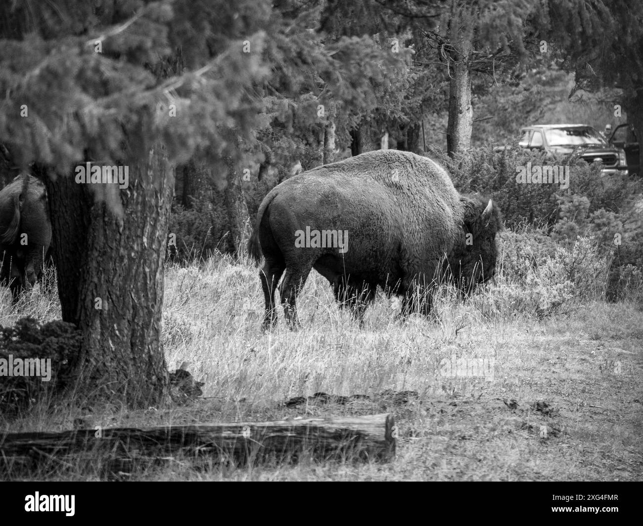 Bison roam freely in Yellowstone National Park and often get very close ...