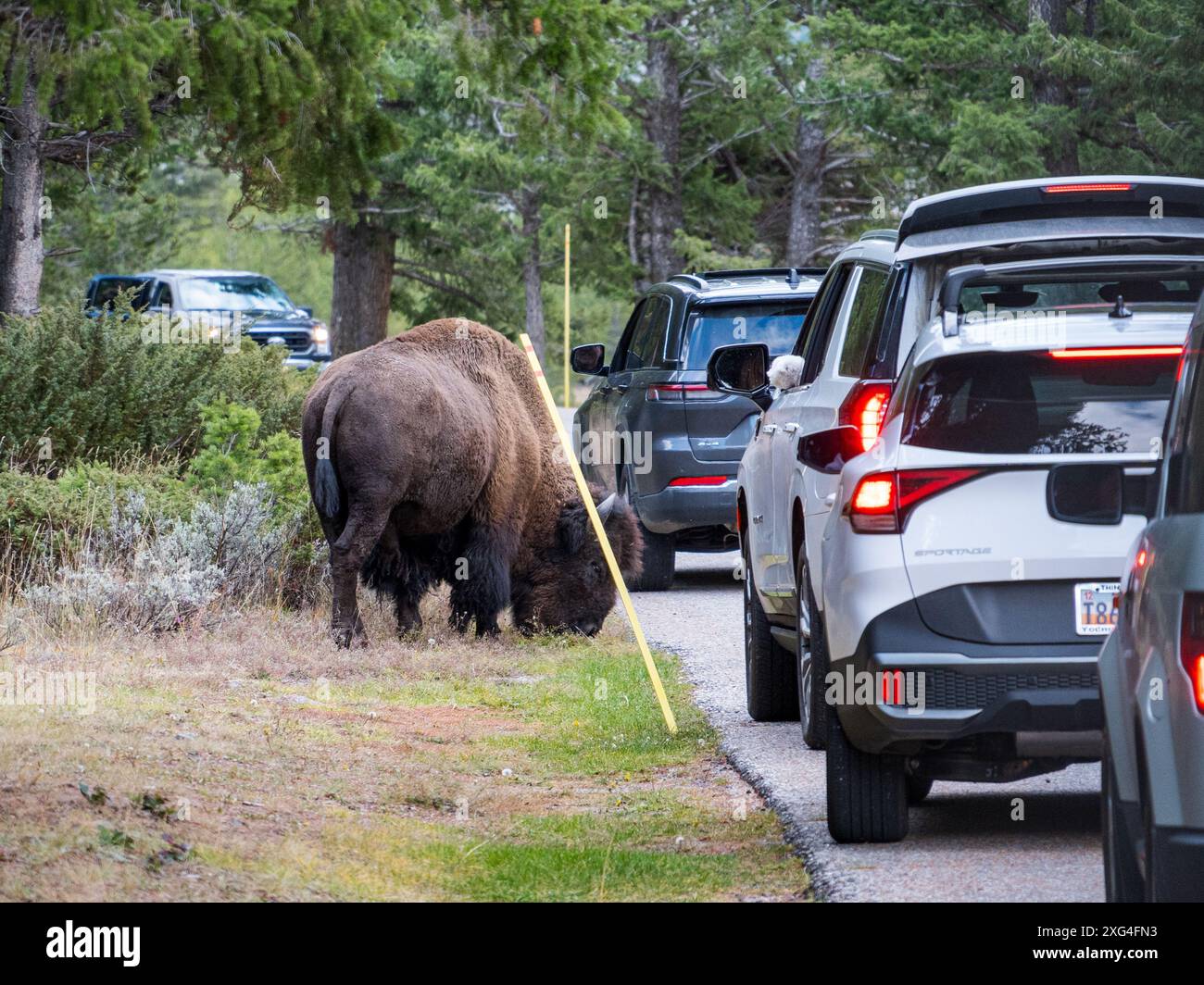 Bison roam freely in Yellowstone National Park and often get very close ...