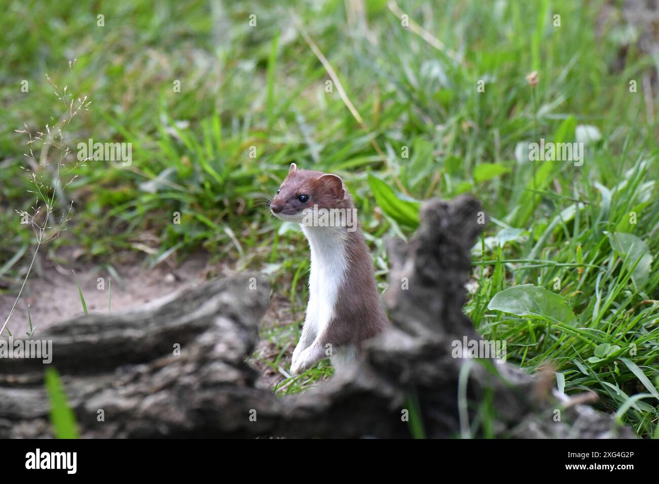 Hermelin, Großes Mauswiesel Hermelin, Großes Wiesel Hermelin, Großes ...