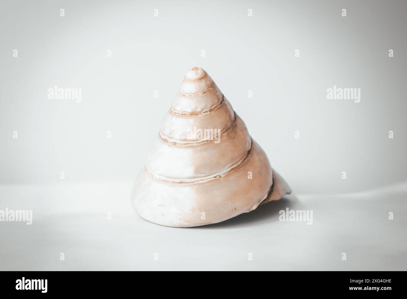 Cone shaped shell hi-res stock photography and images - Alamy
