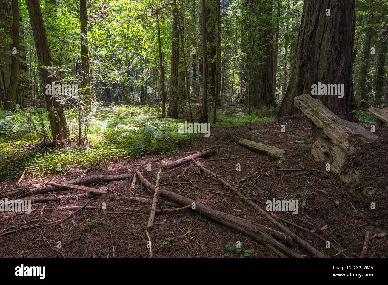 At the Founders Grove in Humboldt Redwoods State Park. Northern ...